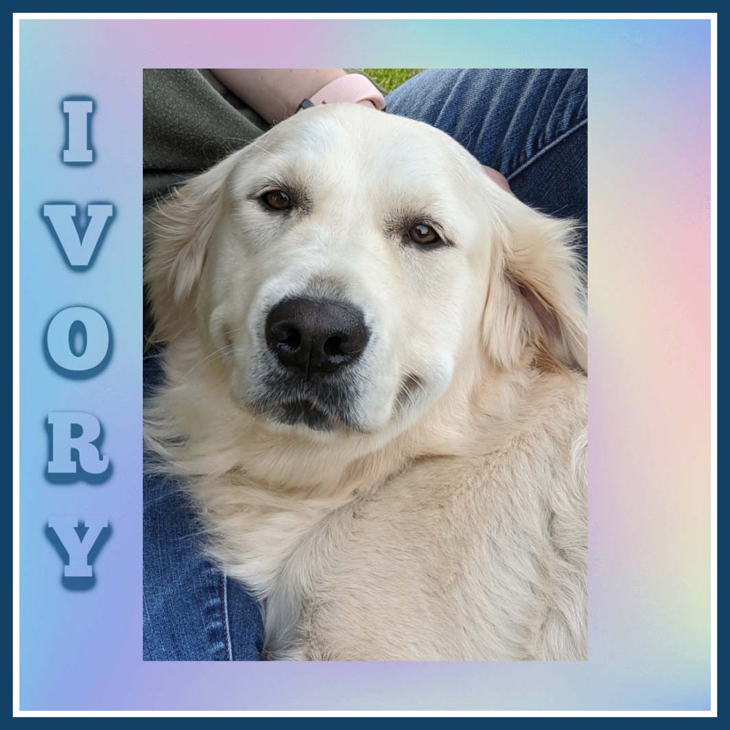 Ivory – Snow Angel Retrievers